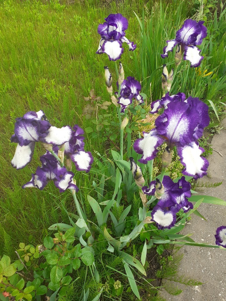 Irys Niebieski - Niska cena na Allegro.pl