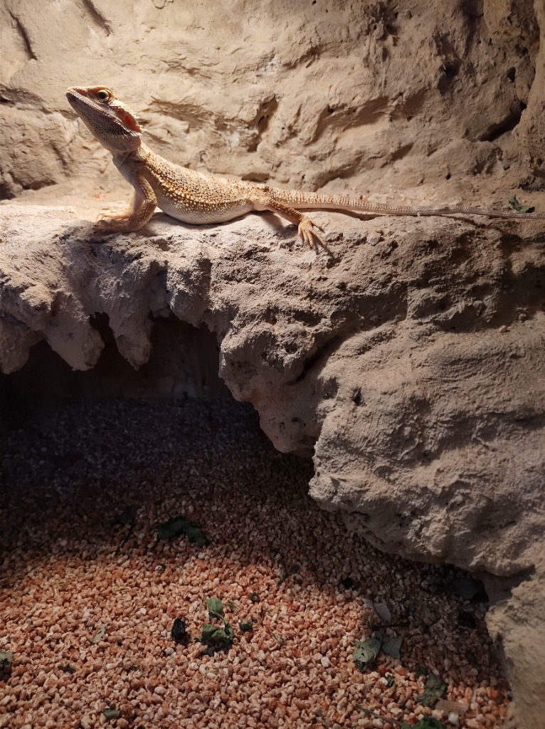 Duże terrarium oraz Agama Brodata | Chełm Śląski | Ogłoszenie na ...