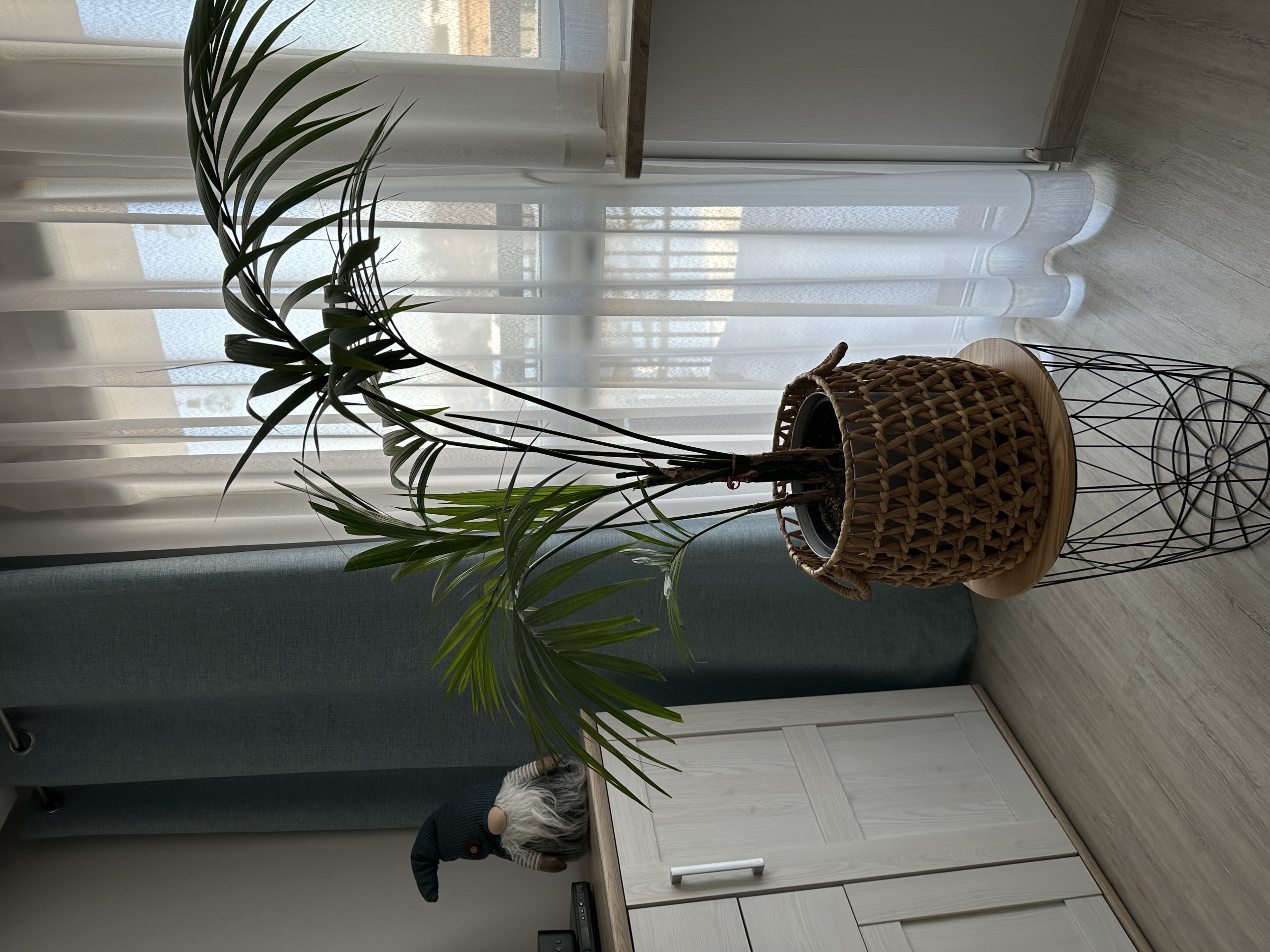 Palma domowa 110 cm | Kraków | Kup teraz na Allegro Lokalnie