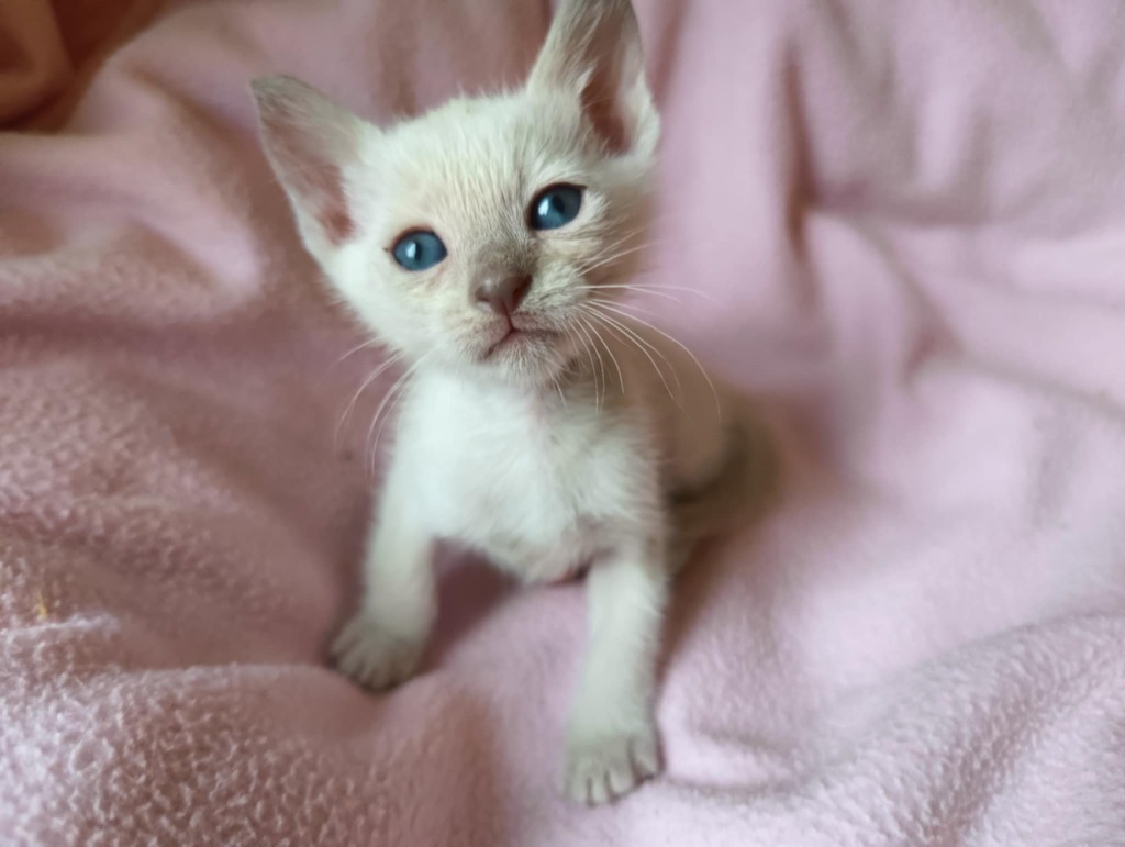 Kot koty kotki kocięta tonkijskie | Ostróda | Ogłoszenie na Allegro Lokalnie