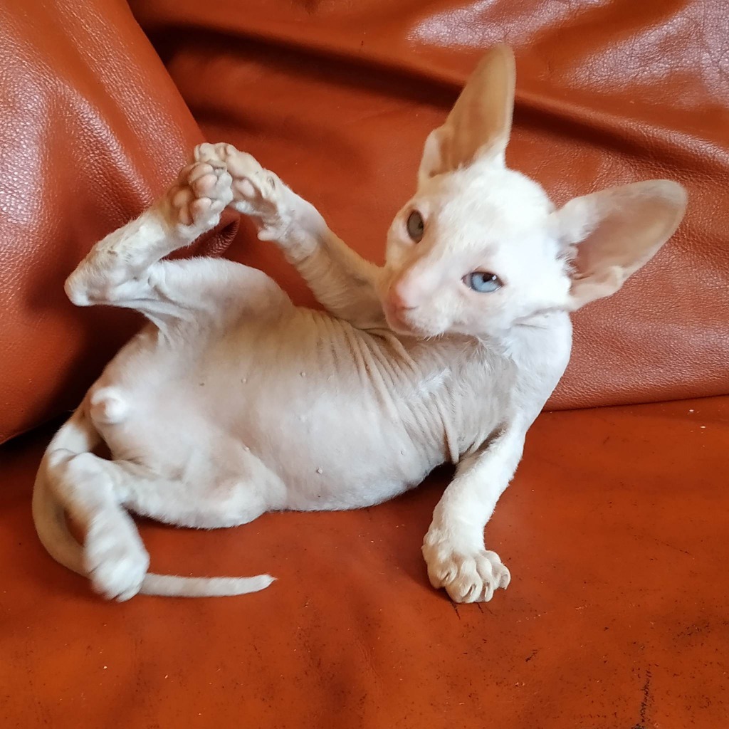 kot,koty, kotki, kocięta cornish rex | Gdynia | Ogłoszenie na Allegro ...
