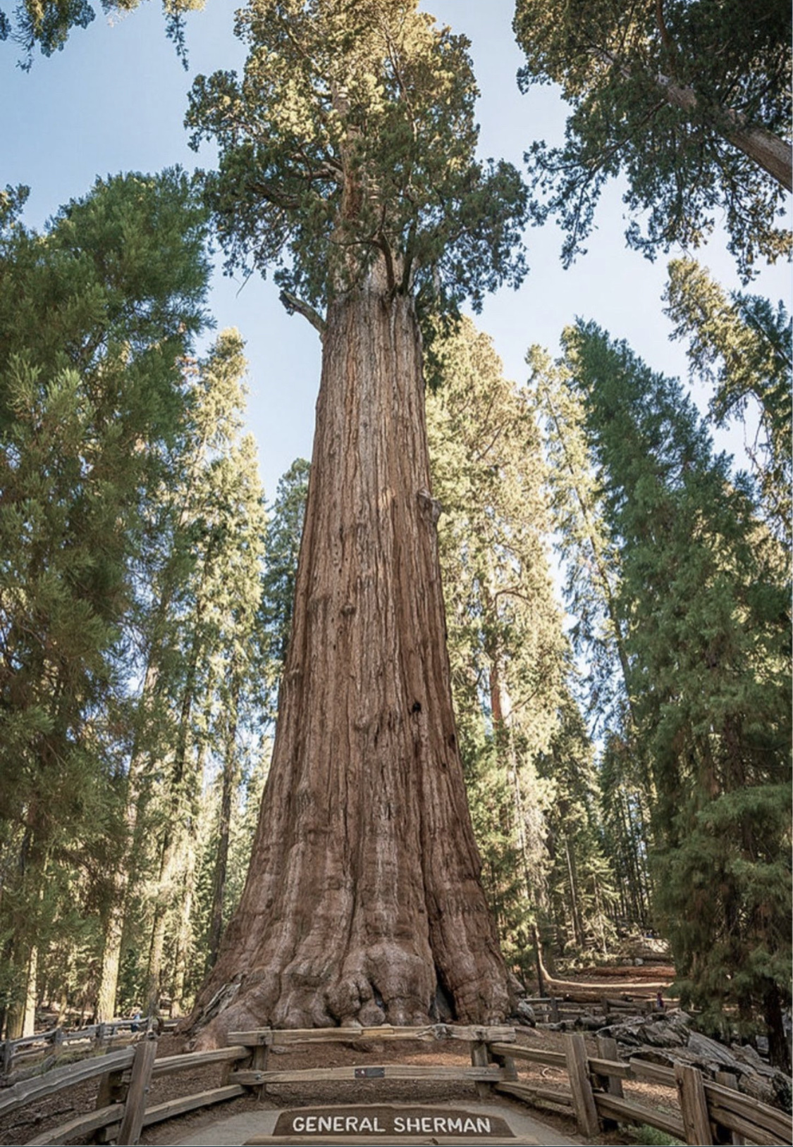 Sekwoja Mamutowiec Olbrzymi SADZONKI | Sokołów Podlaski | Kup teraz na ...