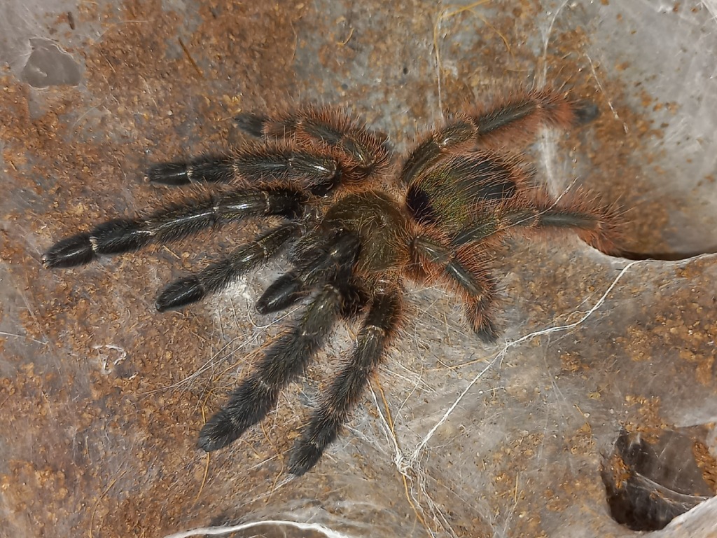 Psalmopoeus victori samica 2.5dc | Mieszkowice | Kup teraz na Allegro ...