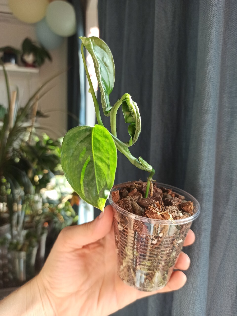 Monstera Obliqua Colombian Form | Łódź | Kup teraz na Allegro Lokalnie