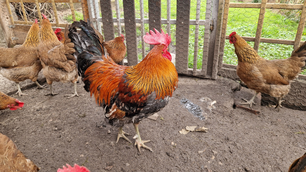 Kogut Zielononóżka kuropatwiana, roczny, odchowany | Rudno | Ogłoszenie ...