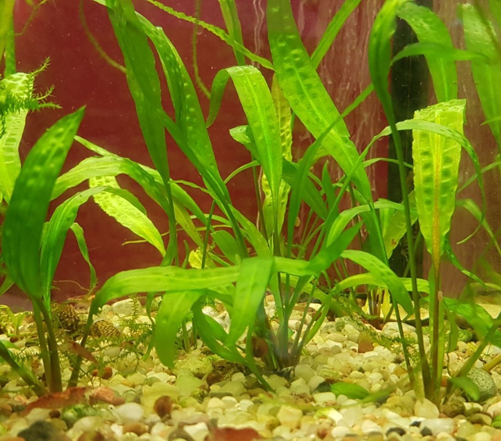 Kryptokoryna Karbowana wysokość min. 10cm | Jaworzno | Kup teraz na ...