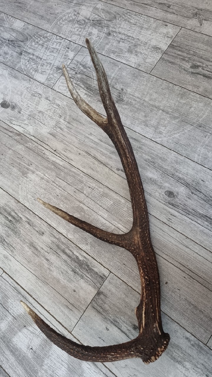 Poroze jelenia 1 kg | Cibórz | Licytacja na Allegro Lokalnie