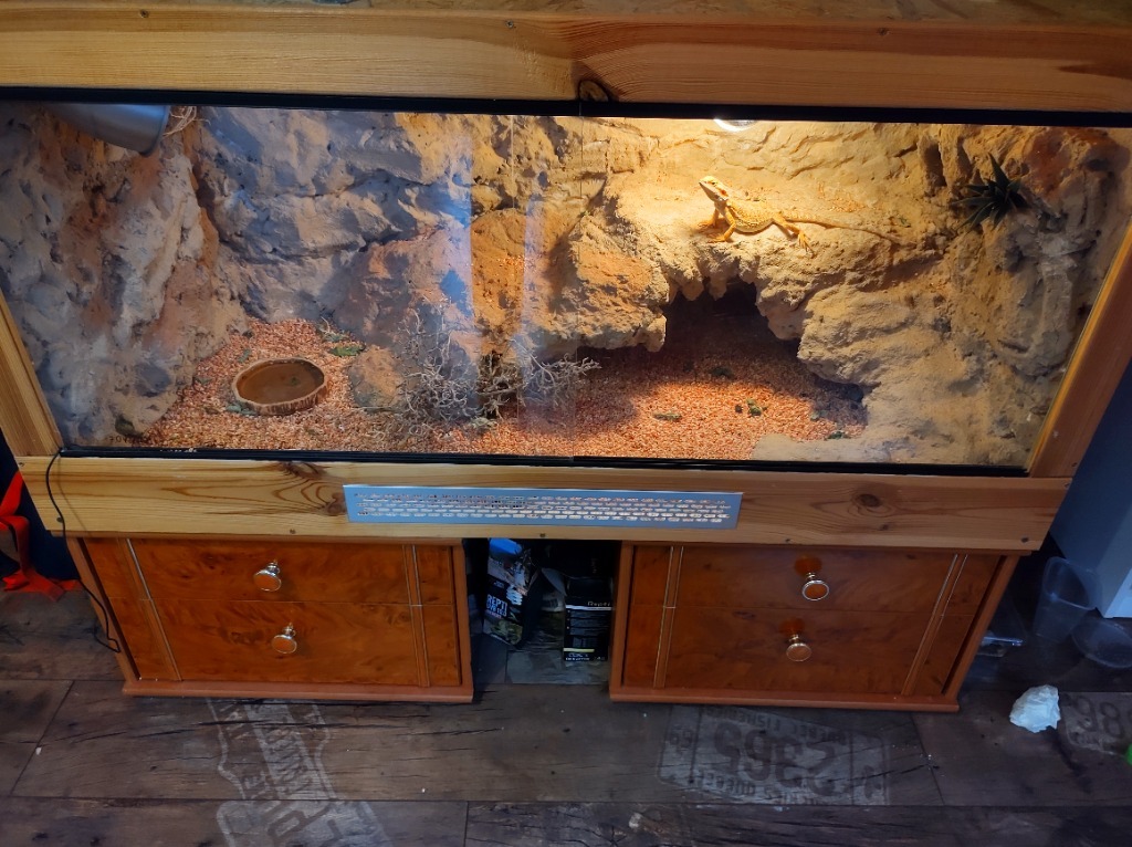 Duże terrarium oraz Agama Brodata | Chełm Śląski | Ogłoszenie na ...