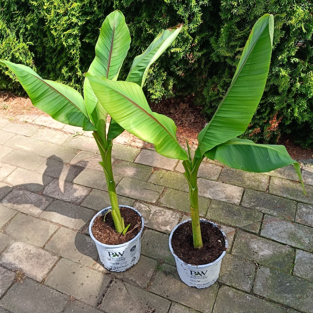 BANANOWIEC MUSA BASJOO sadzonka w pojemniku 5l 50 cm | Domaniewek | Kup ...