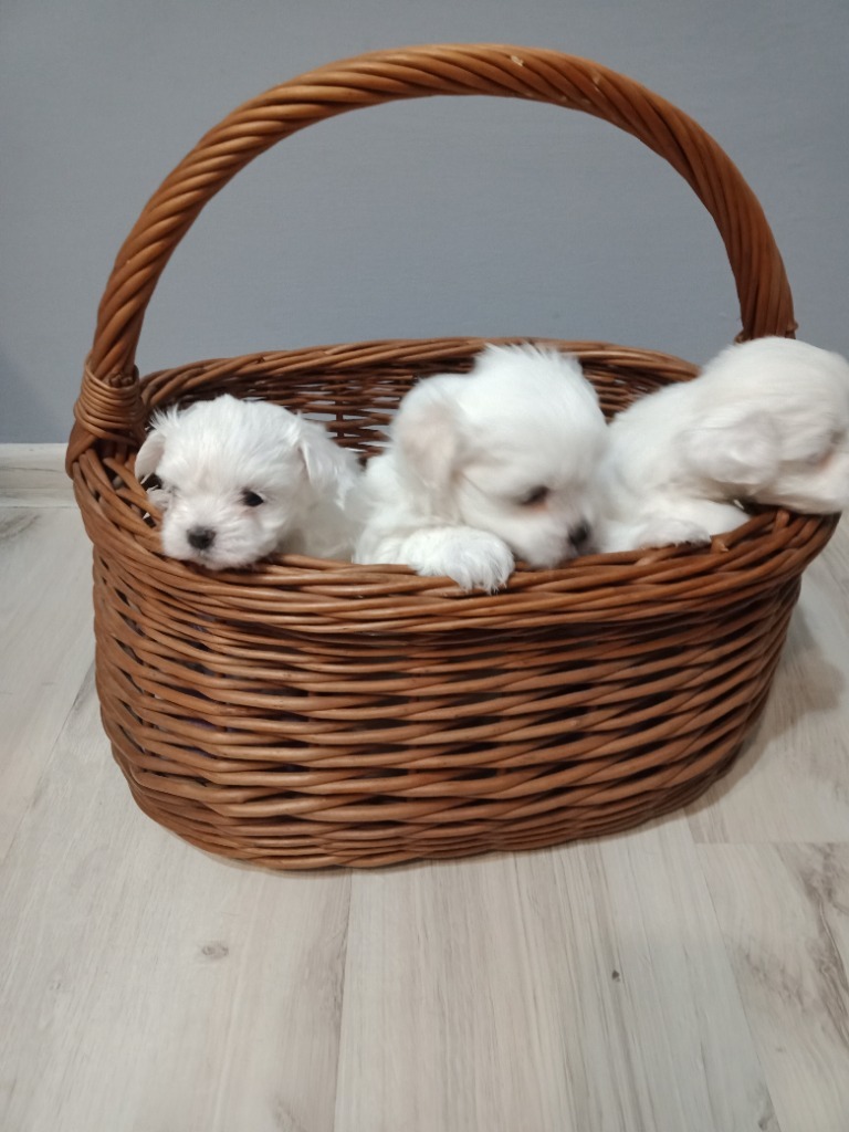 Maltańczyk malutkie pieski | Będzin | Ogłoszenie na Allegro Lokalnie