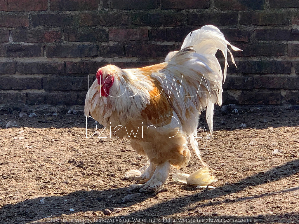 Brahma brahmy lemon olbrzymie i jaja ptaki | Gizałki | Ogłoszenie na ...