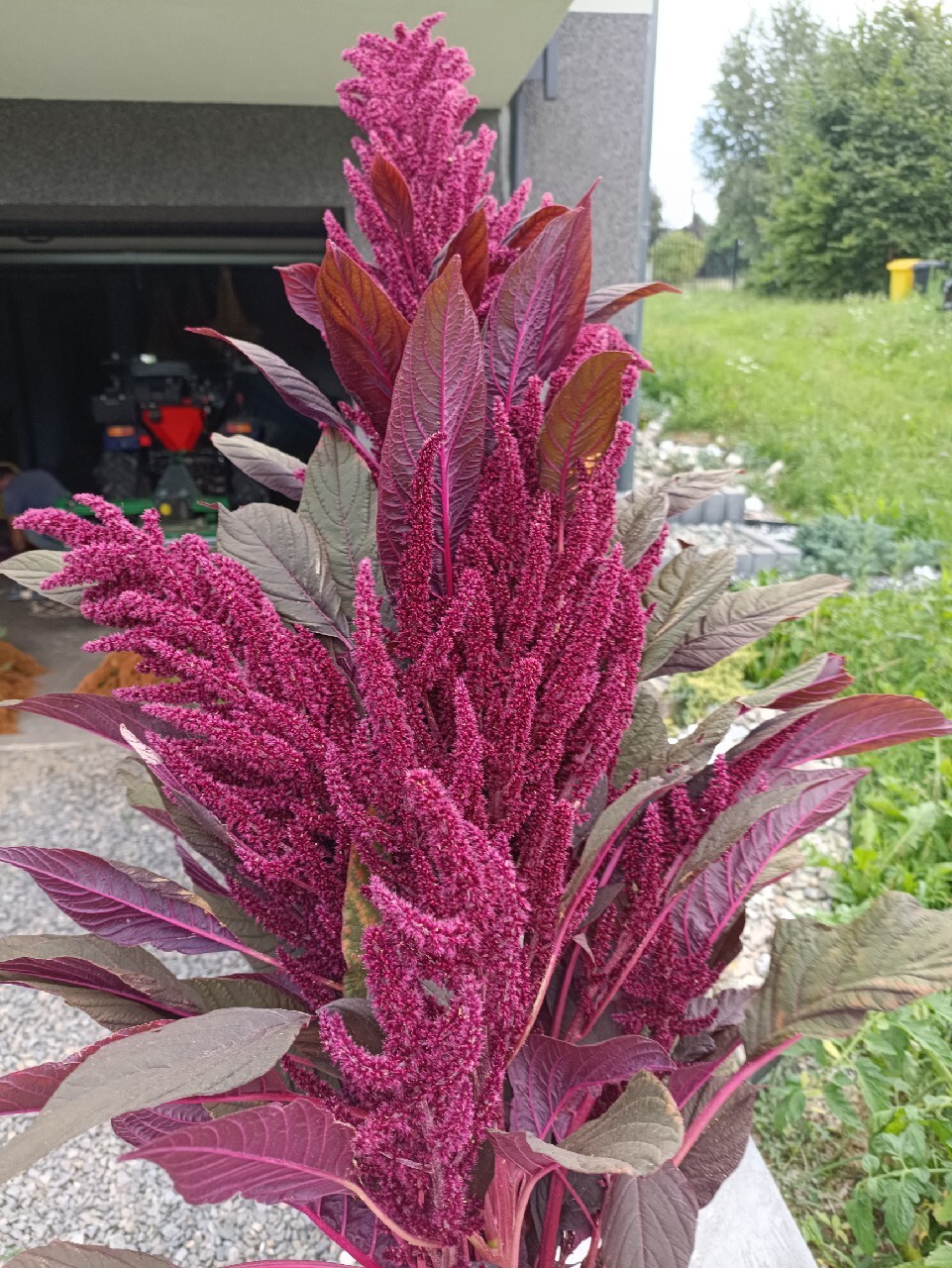 Amarantus Szkarłat bordowy suszony kwiaty | Motycz | Kup teraz na ...