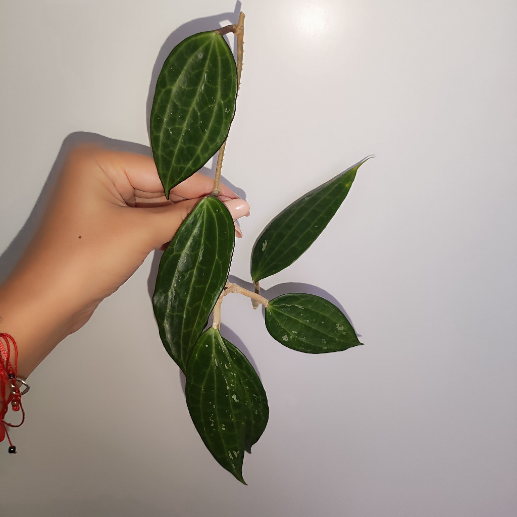 Hoya macrophylla splash leaves EPC 791 w regresie | Kraków | Kup teraz ...