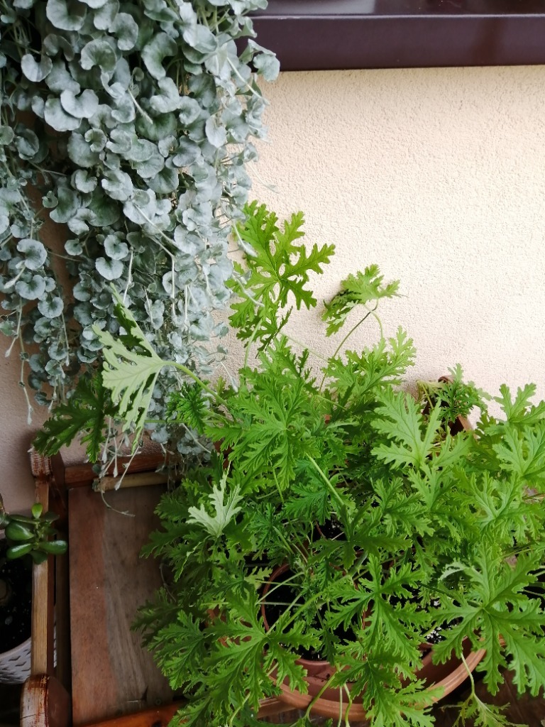 Geranium, anginka, cytrynka, ekologiczna sadzonka | Ruda Białaczowska ...