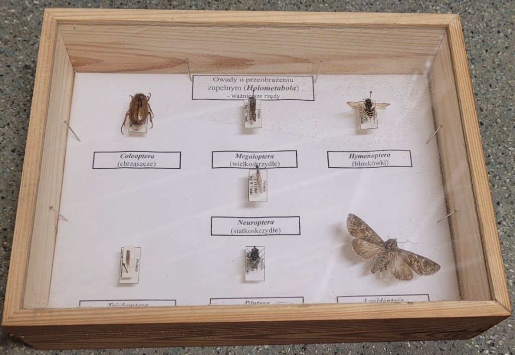 Owady o przeobrażeniu zupełnym pomoc dydaktyczna | Wrocław | Kup teraz ...