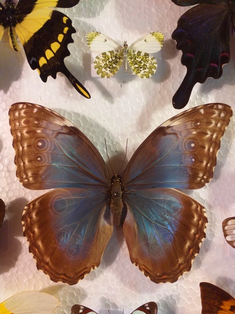 Gablotka motyle Morpho Attacus Papilio na ścianę | Markusy | Kup teraz ...