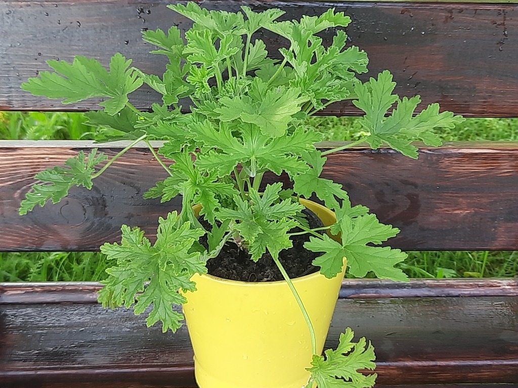 Geranium - anginka duża zdrowa pelargonia pachnąca | RUDNIKI | Kup ...