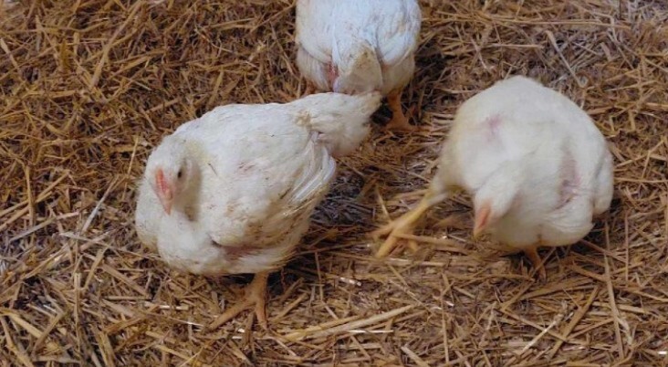 Kury brojlery | Bartołdy | Ogłoszenie na Allegro Lokalnie