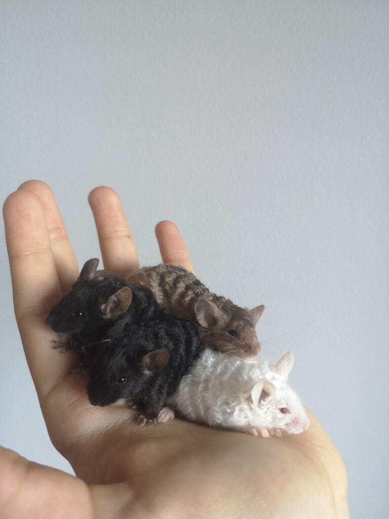 Myszy Rasowe - Niska cena na Allegro