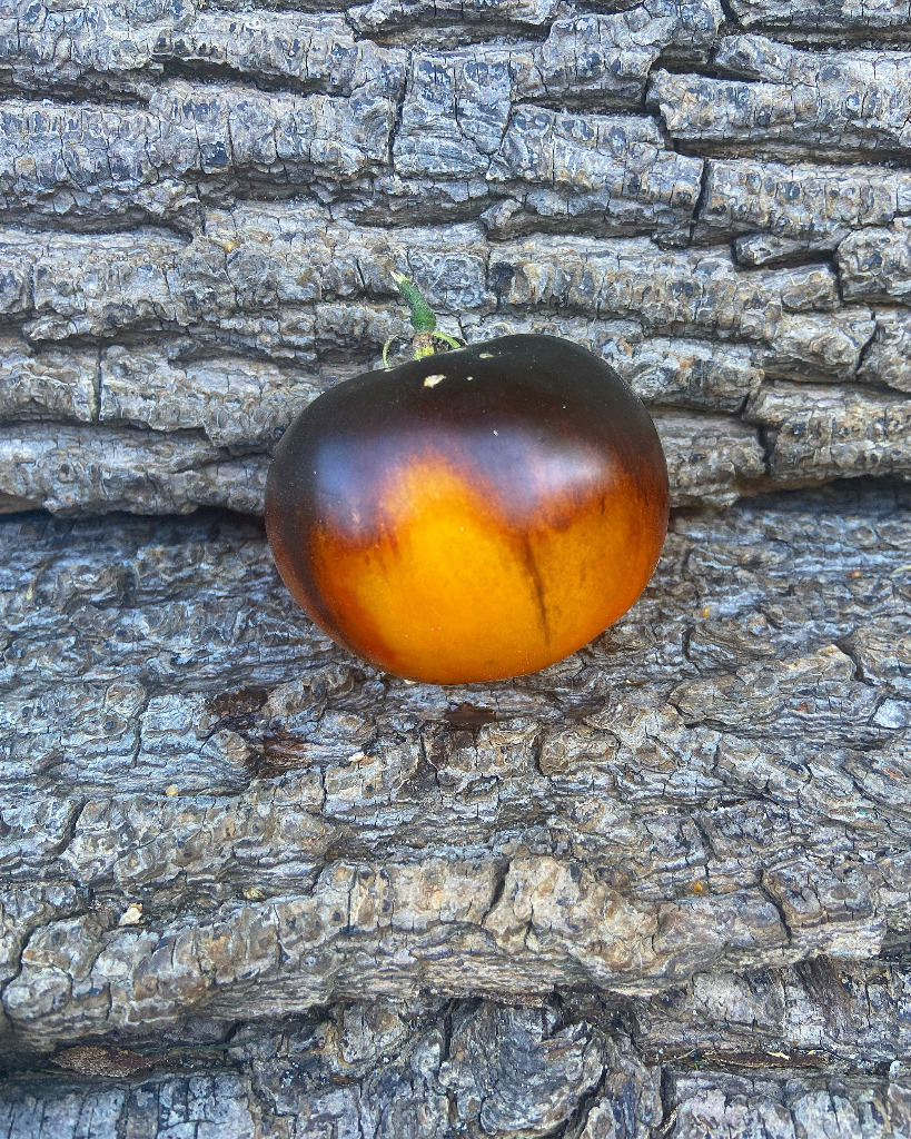 SUNSHINE BLUE NATALI Pomidor Kolekcjonerski | Kraków | Kup teraz na ...