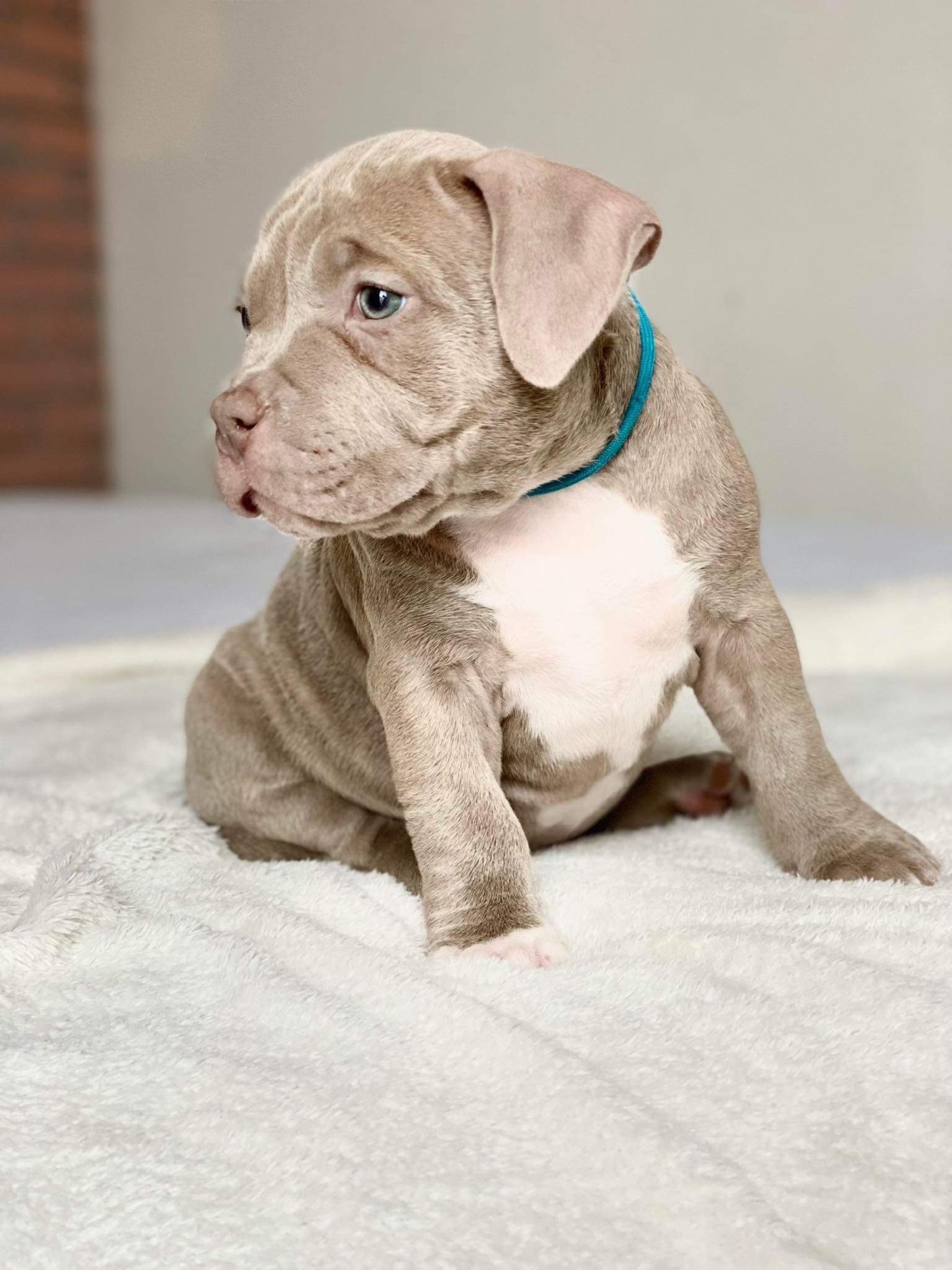 American Bully ABKC Szczeniaki | Pniewy | Ogłoszenie na Allegro Lokalnie