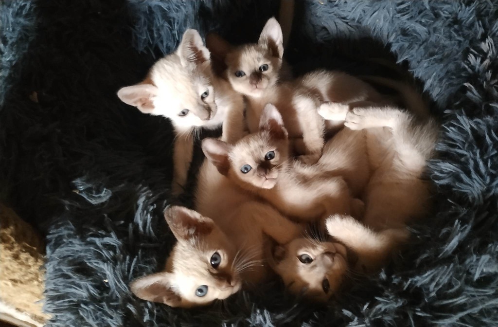 kot,koty, kotki, kocięta tonkijskie WCF | Płońsk | Ogłoszenie na Allegro Lokalnie