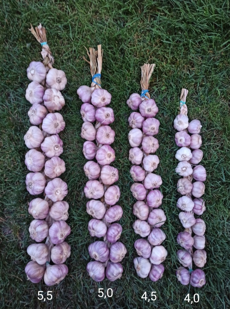 Czosnek POLSKI Harnaś - piękne plecione warkocze | Skotniki Dolne ...