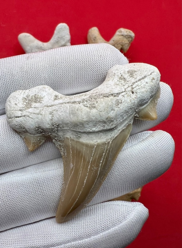 WIELKIE ZĘBY REKINA (60 mln lat) jakość muzealna! | Warszawa | Kup ...