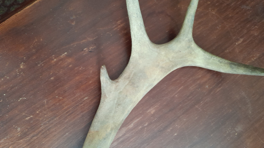 Poroze Losia - Niska cena na Allegro.pl