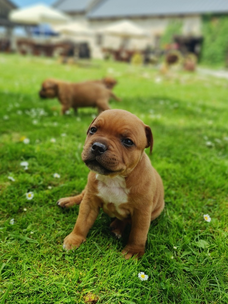 STAFFORDSHIRE BULL TERRIER staffik stafik | Sobków | Ogłoszenie na ...