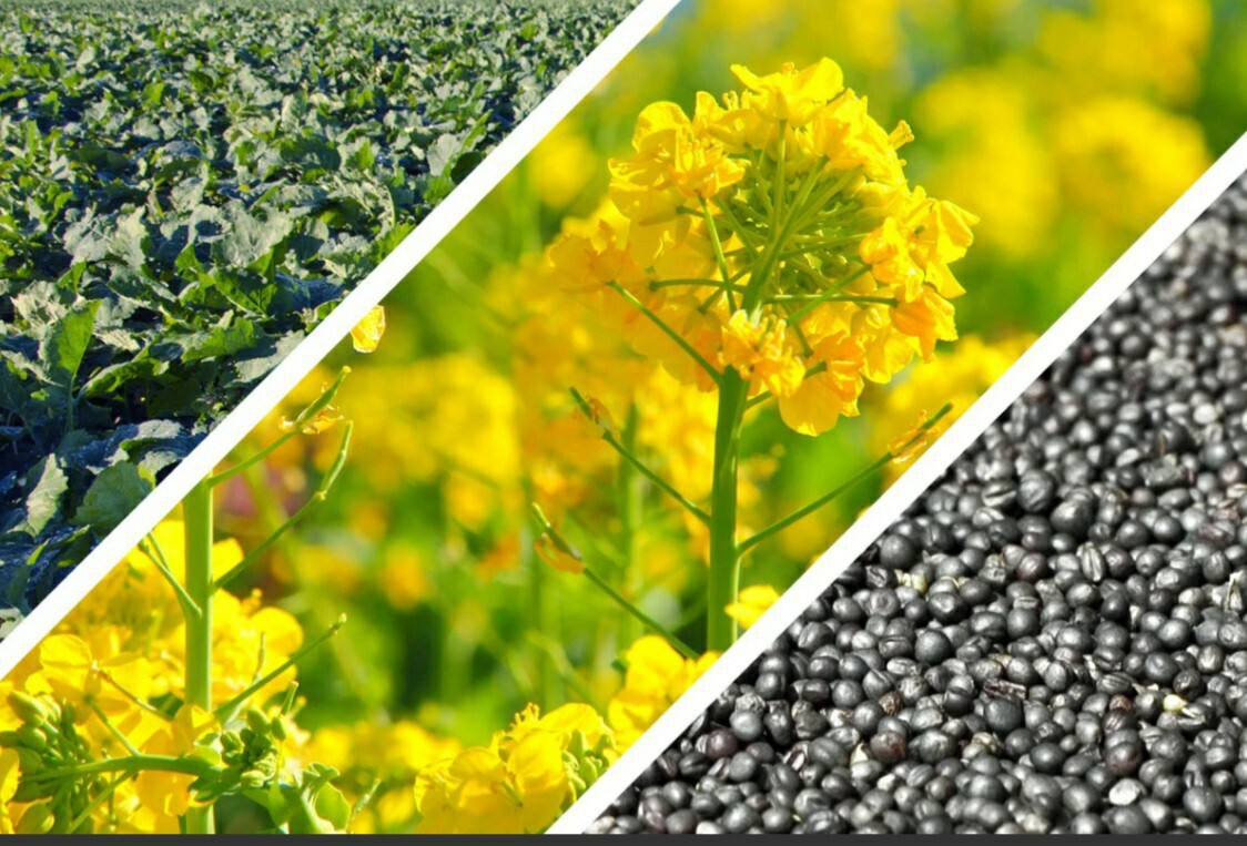 Rzepak Nasiona - Niska cena na Allegro.pl