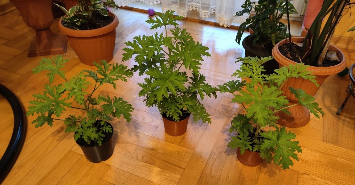 Rośliny doniczkowe - Największy wybór sadzonek, nasion i roślin ...