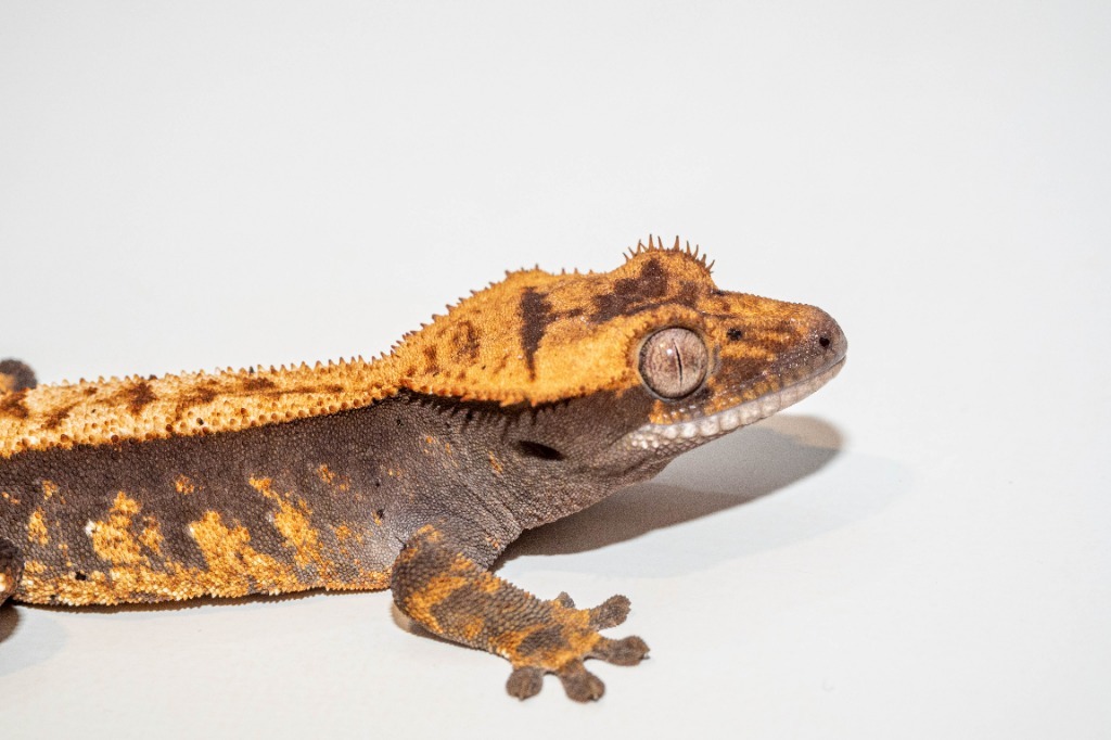 Gekon orzęsiony, samiec 15g, full pinstripe geny d | Wieliczka | Kup ...
