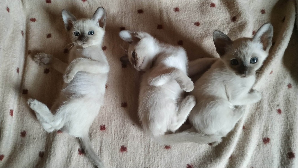 kot,koty, kotki, kocięta tonkijskie | Izabelin | Ogłoszenie na Allegro ...