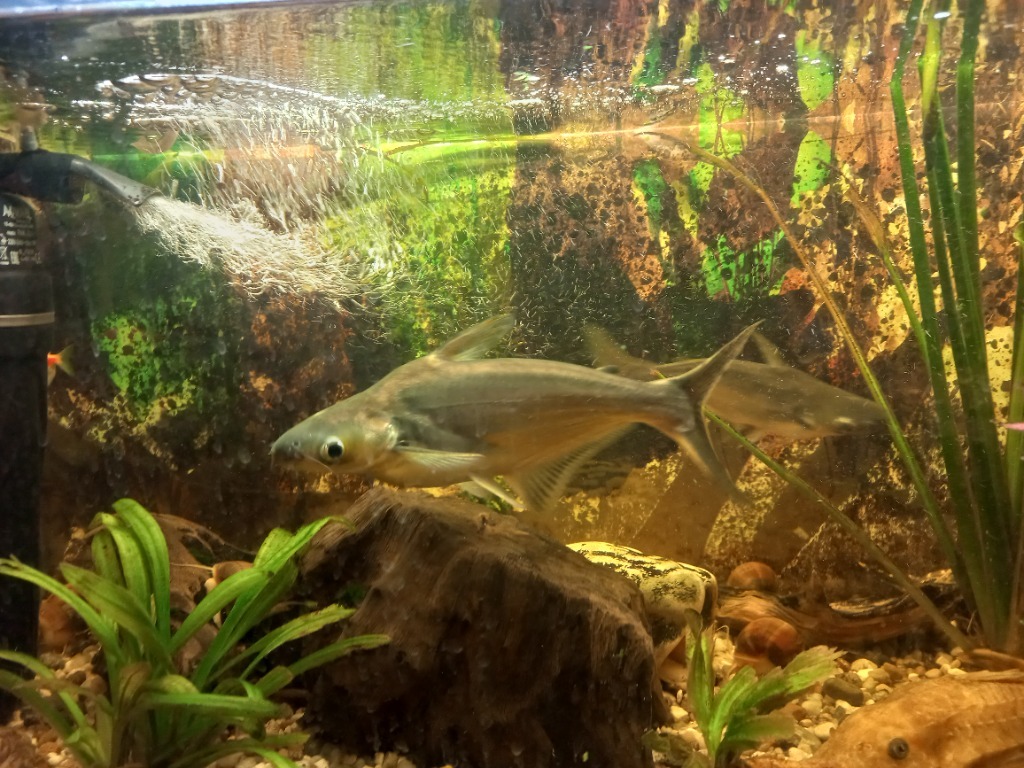 Sum rekini rybki do akwarium dwie sztuki | Lubartów | Kup teraz na ...