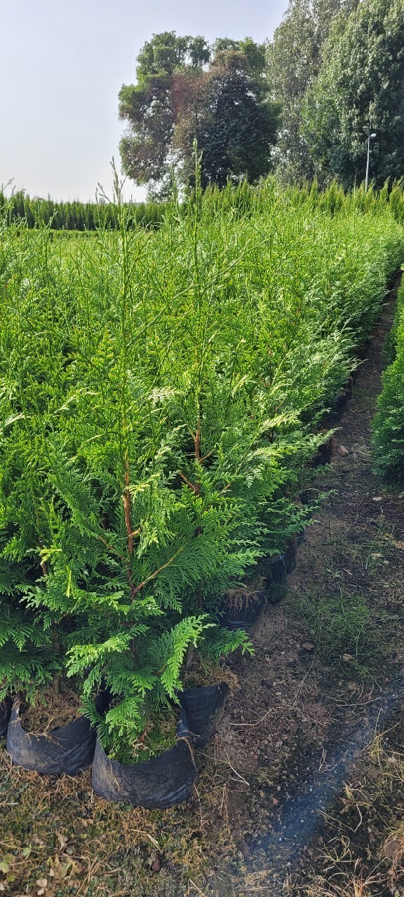 Tuja Brabant 100 cm tuje poznan tuje thuje thuja | Poznań | Ogłoszenie ...