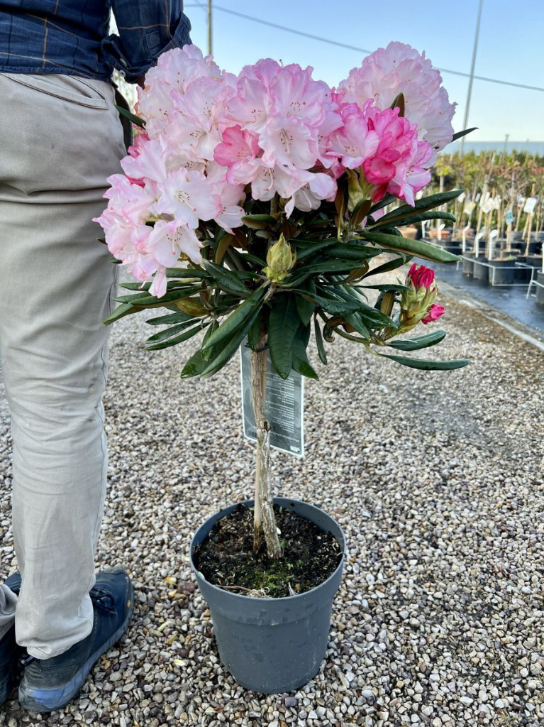 Rododendron na Pniu - Niska cena na Allegro.pl