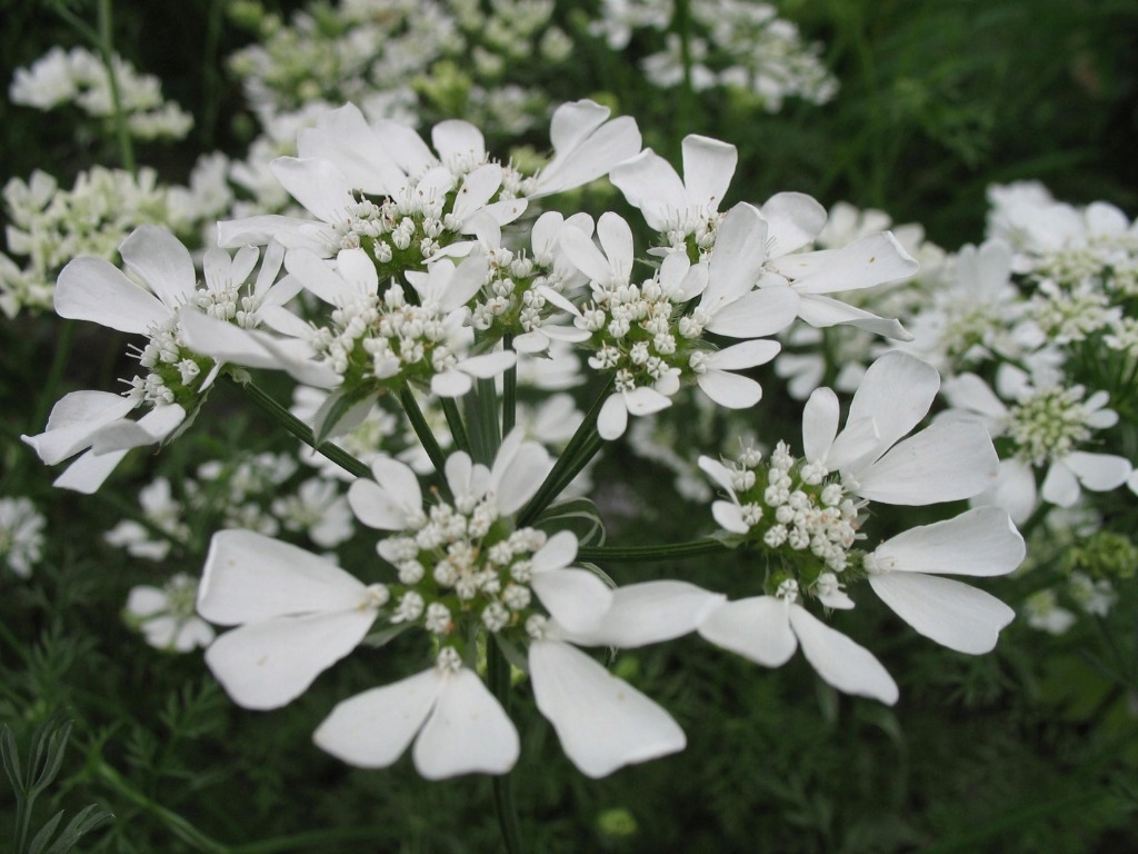 Orlaja Nasiona - Niska cena na Allegro.pl