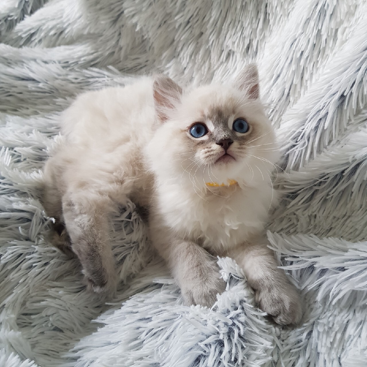 Koty rasy Ragdoll | Tarnów | Kup teraz na Allegro Lokalnie