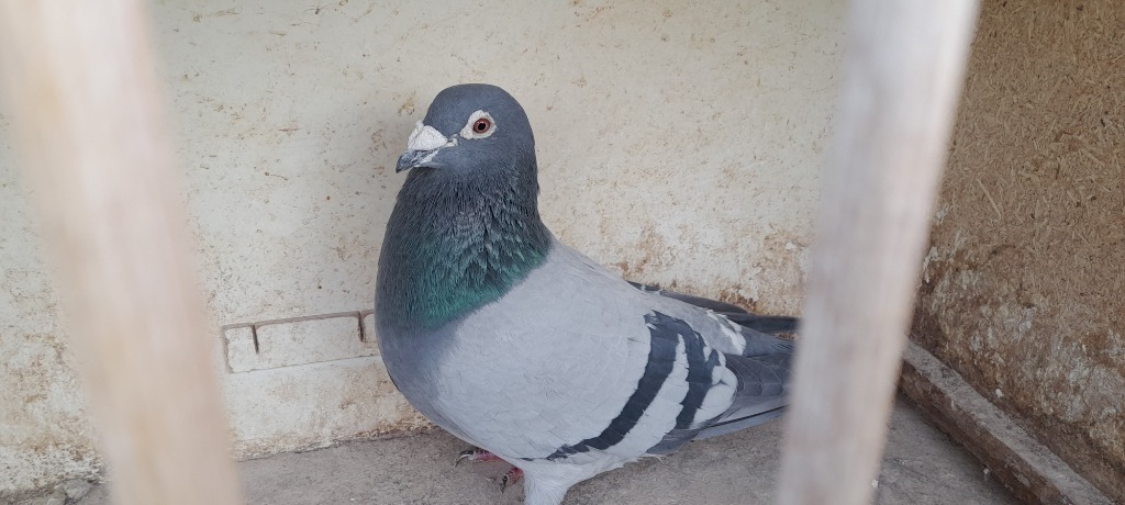 Golebie Mlode | Kwaśniów Dolny | Ogłoszenie na Allegro Lokalnie