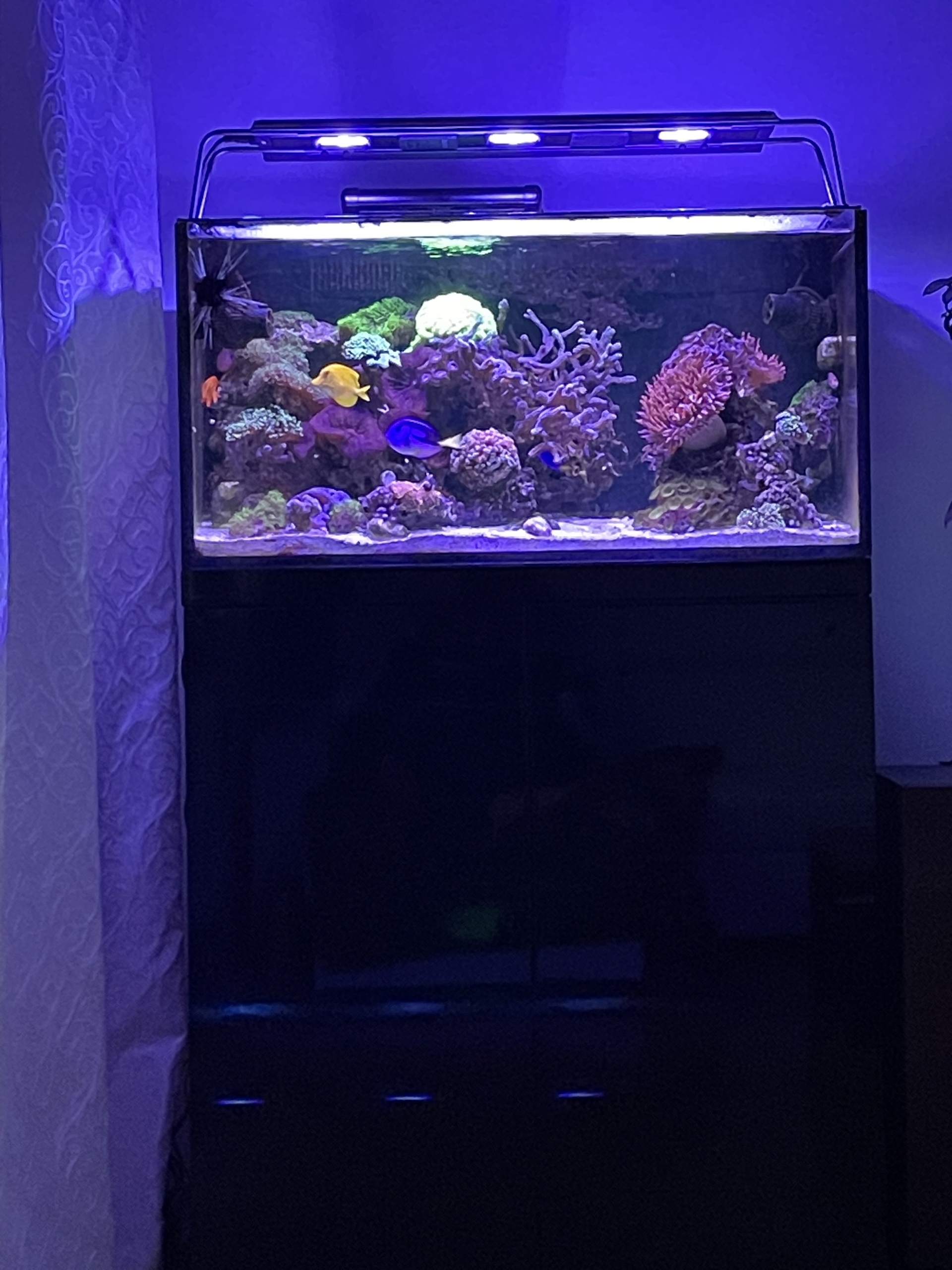 Akwarium Morskie 240l | Ściejowice | Ogłoszenie na Allegro Lokalnie