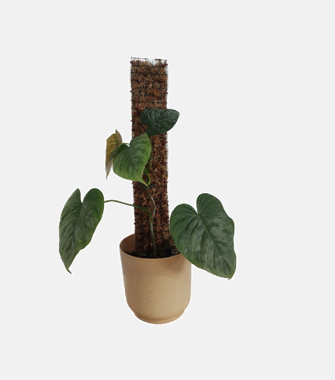 Palik Grow vertical z mchu sphagnum 50x9 monstera | Bydgoszcz | Kup ...