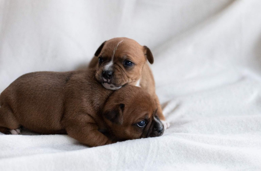 STAFFORDSHIRE BULL TERIER STAFFIK FCI | Budy-Grzybek | Ogłoszenie na ...