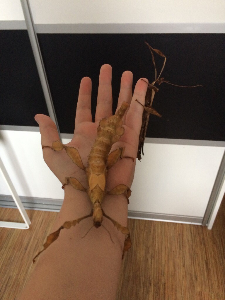 Straszyk Australijski 5 szt. + heat pack | Olsztyn | Kup teraz na ...