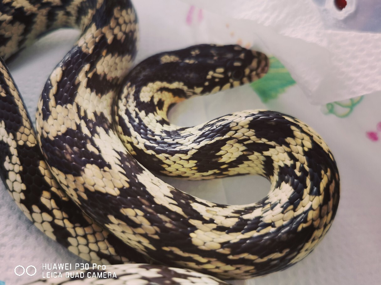 Wąż hybryda samica | Wałbrzych | Ogłoszenie na Allegro Lokalnie