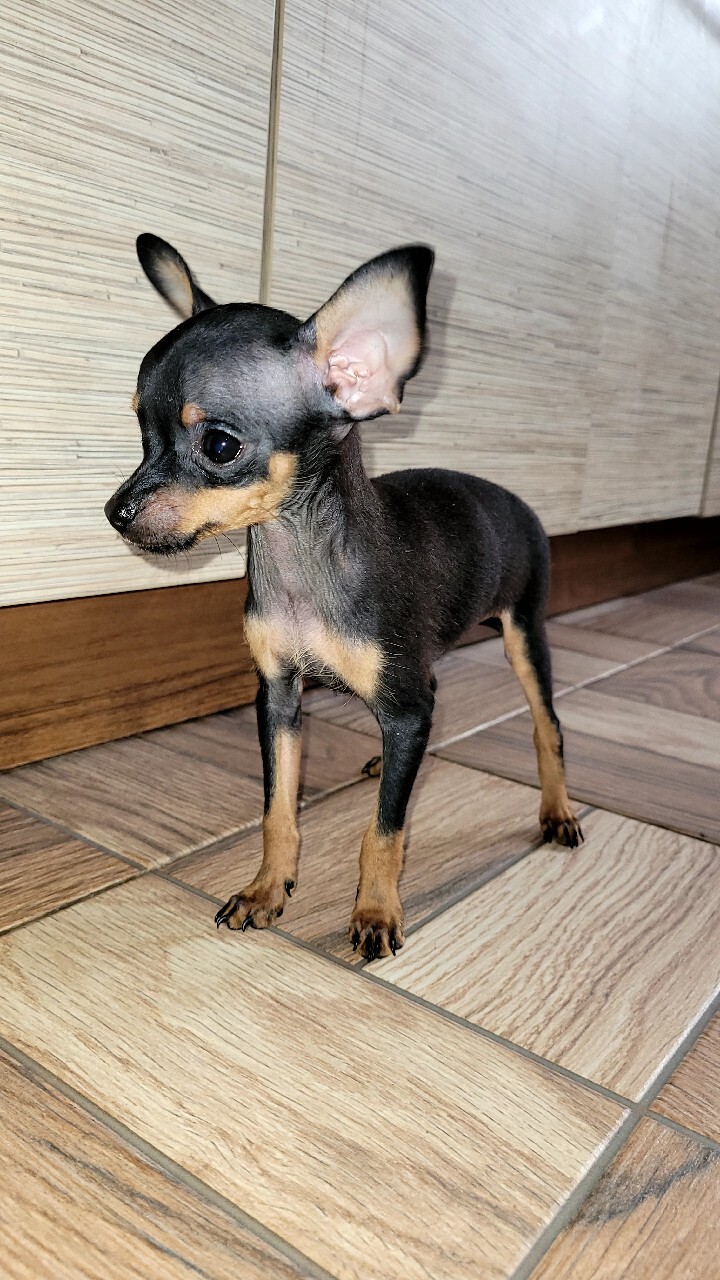 Pinczer miniaturka piesek | Mostów | Ogłoszenie na Allegro Lokalnie