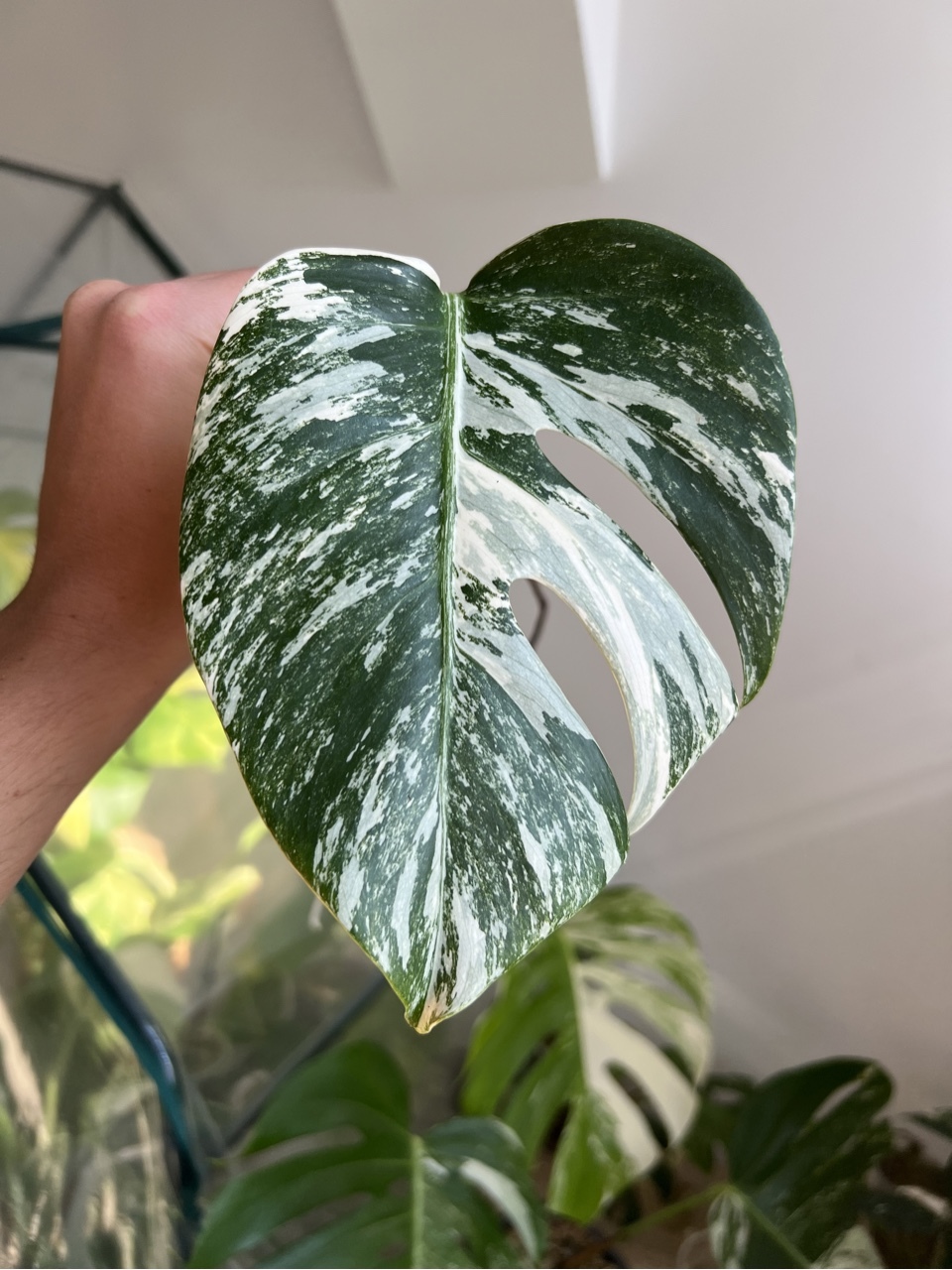 Monstera Variegata | Szczecin | Kup teraz na Allegro Lokalnie