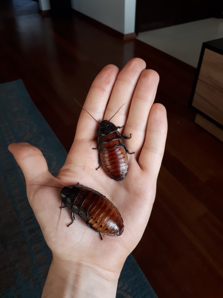 Karaczan madagaskarski wylęg 50 sztuk! | Warszawa | Kup teraz na ...