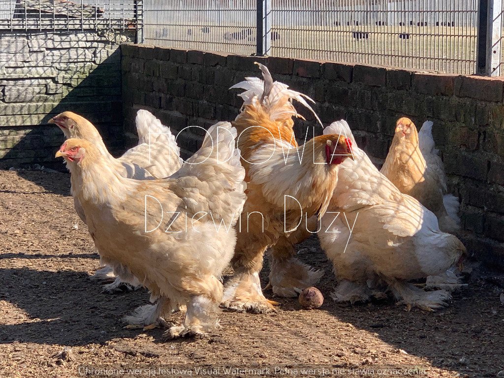 brahma lemon pyle olbrzymia jaja lęgowe ptaki i in | Gizałki ...