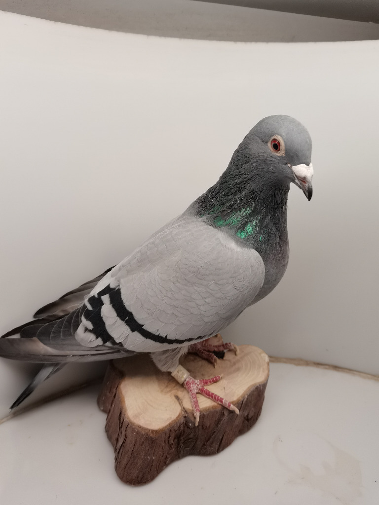 gołąb pocztowy samica lotnik liniowa niebieska | Wołczyn | Ogłoszenie ...